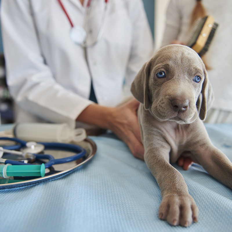 Fecal Parasites Protocol – Southeast Vet Labs